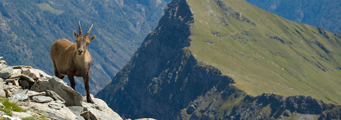 Ibex – Wood Life Store